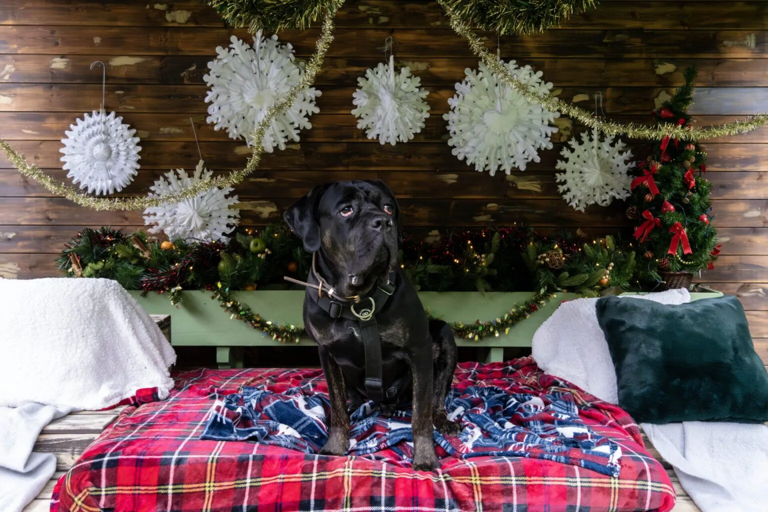 Meet Our Rescue Pets | Pets Available For Adoption UK - Woodgreen Pets ...