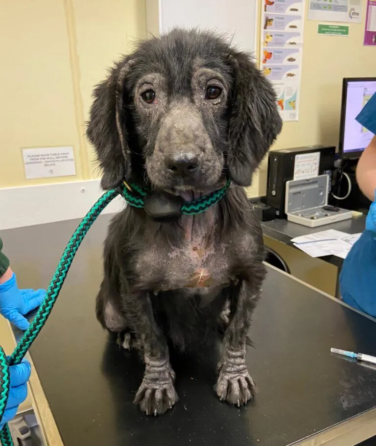 Adopt A Rabbit: Rescue A Rabbit | Woodgreen Pets Charity