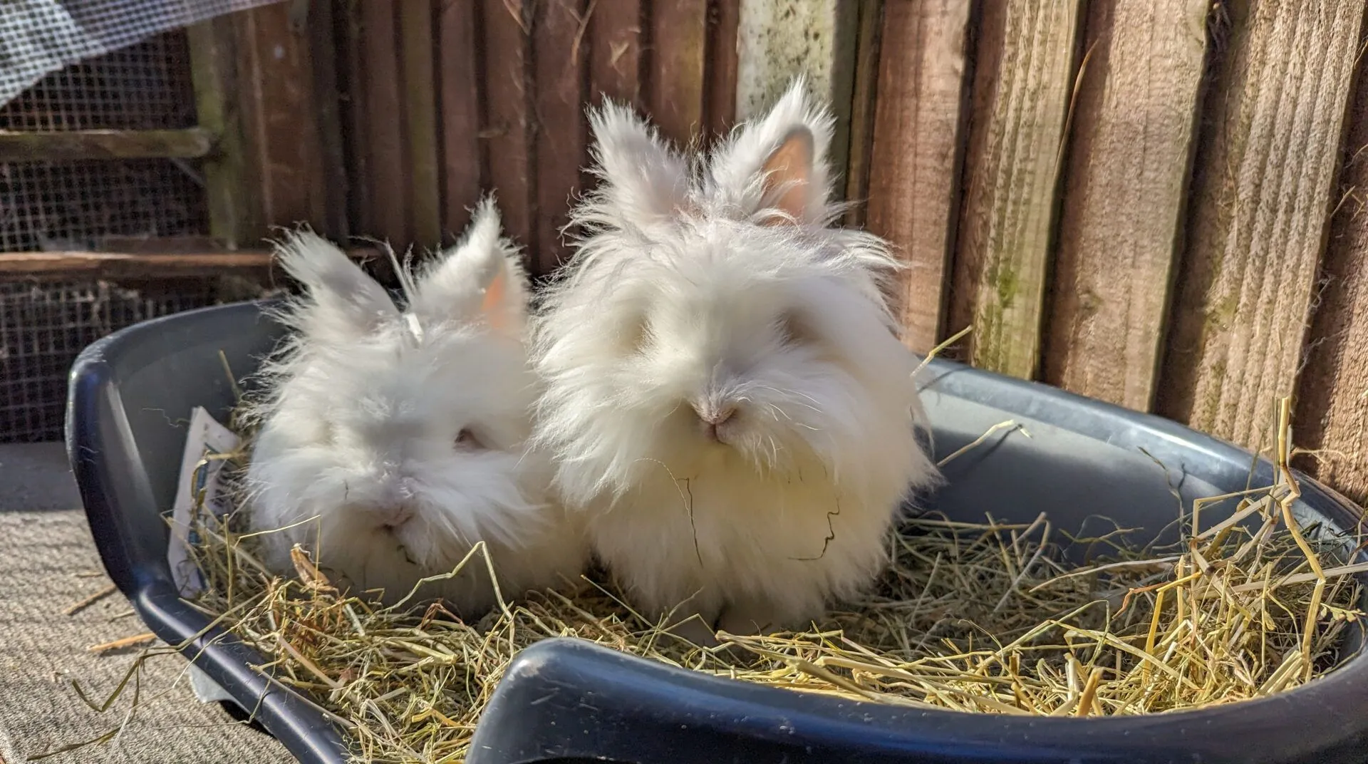 angora rabbit uk