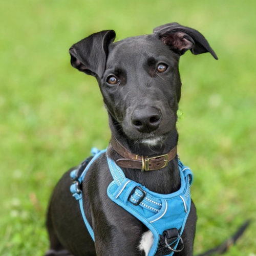 Adopt A Dog: Rescue A Dog Or Puppy | Woodgreen Pets Charity