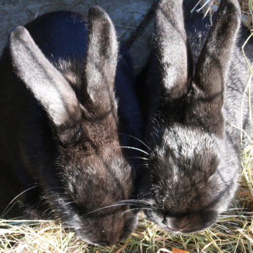 Adopt A Rabbit: Rescue A Rabbit | Woodgreen Pets Charity