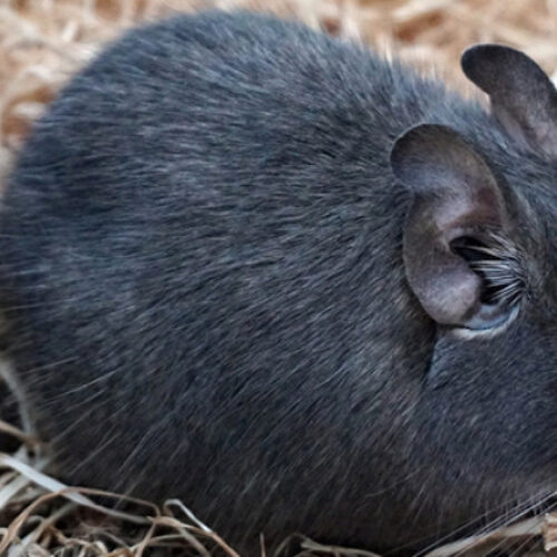 Help and advice for pet Rodent owners | Woodgreen Pets Charity