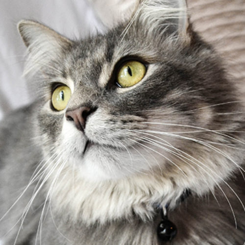 Adopt a rescue cat | Woodgreen Pets Charity