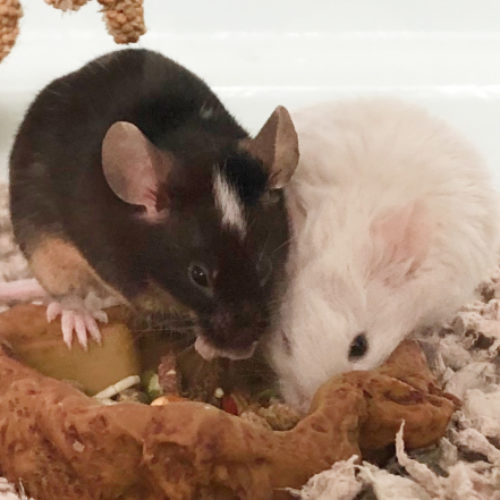 Foster a small pet | Get involved | Woodgreen