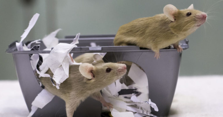 What to feed your mice | Woodgreen Pets Charity