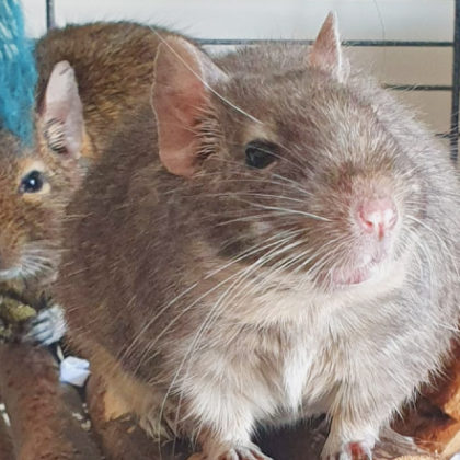 Foster a small pet | Get involved | Woodgreen