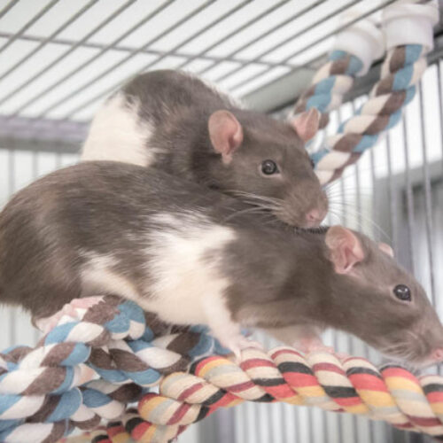 Help and advice for pet Rodent owners | Woodgreen Pets Charity