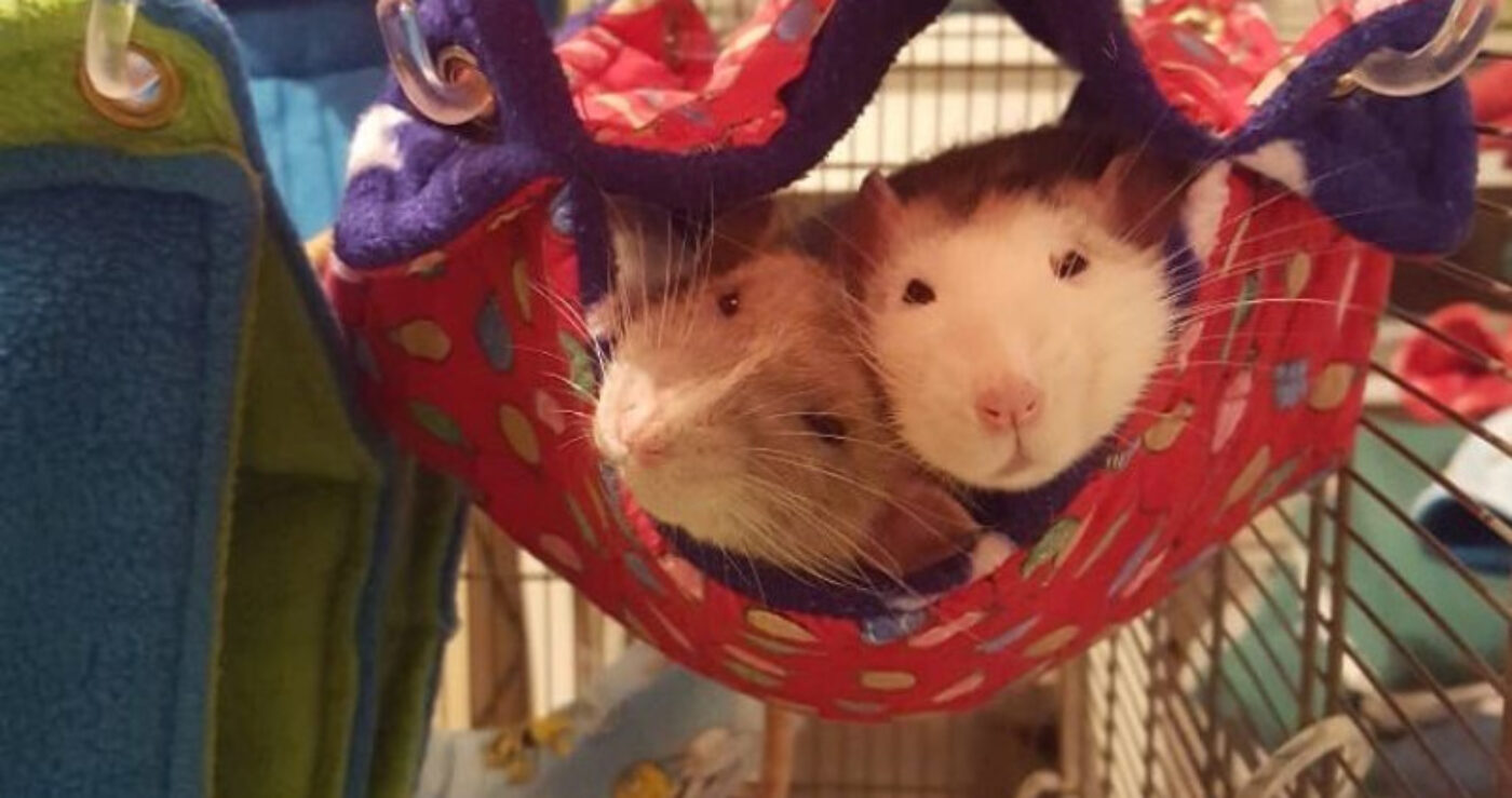 Help and advice for owners of pet Rats | Woodgreen Pets Charity