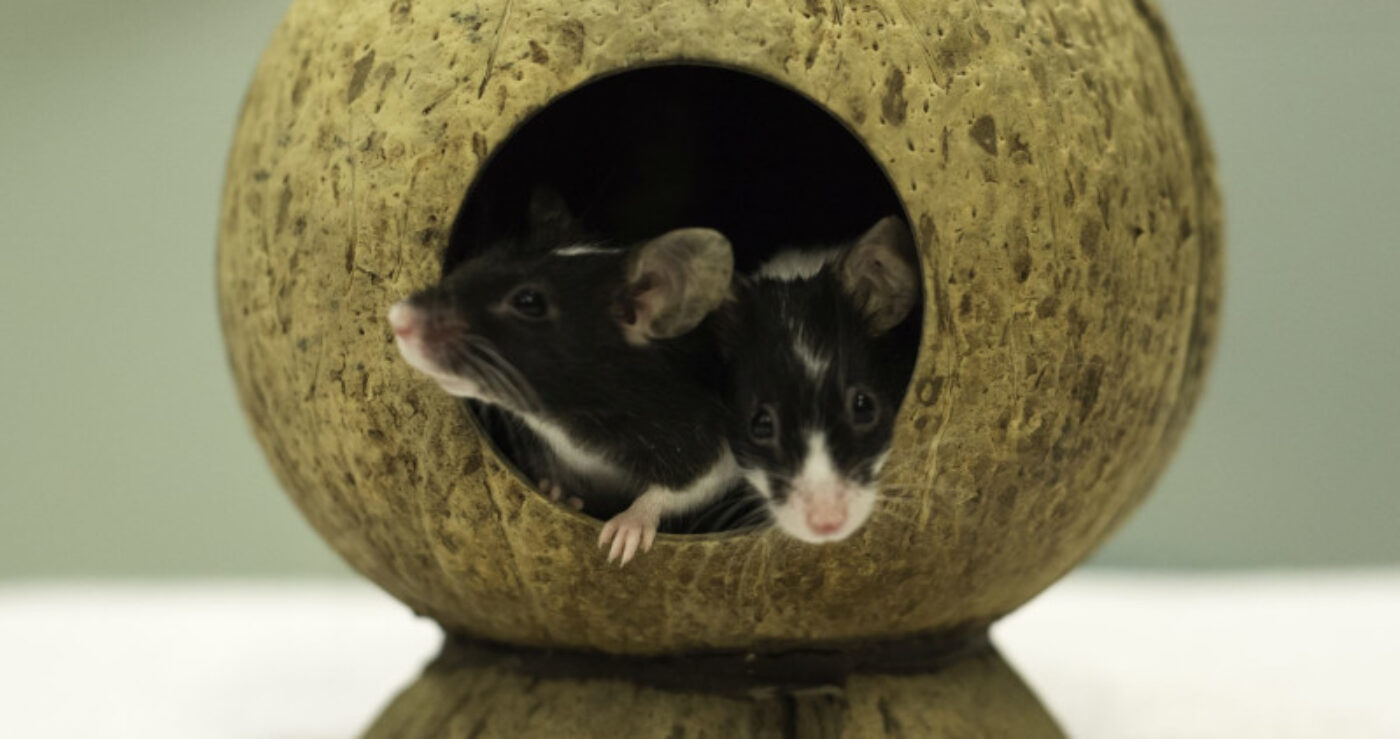 Help and advice for mouse and Mice owners | Woodgreen Pets Charity