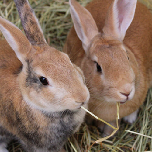 Help and advice for owners of pet Rabbits | Woodgreen Pets Charity