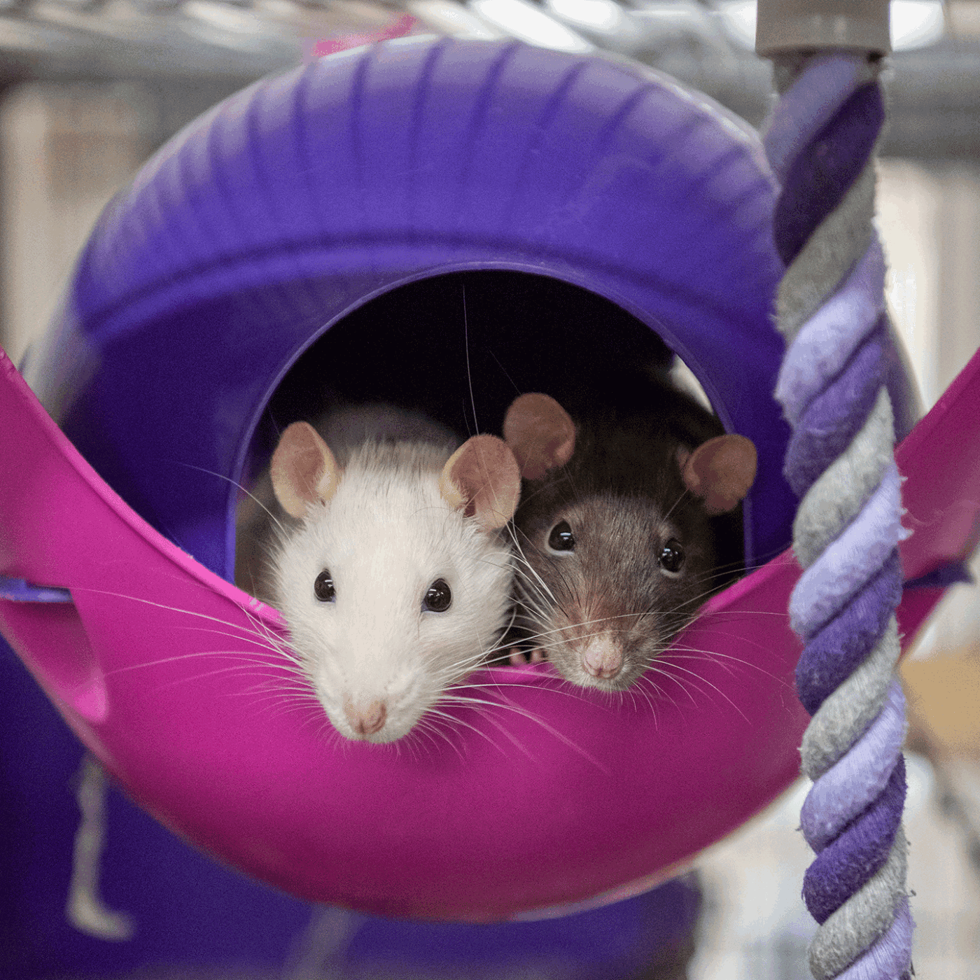 Help and advice for owners of pet Rats | Woodgreen Pets Charity