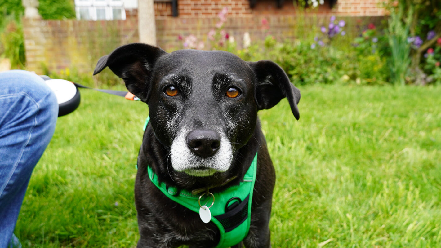 Older Rescue Dogs for Adoption: Why Adopt a Senior Dog | Woodgreen Pets ...