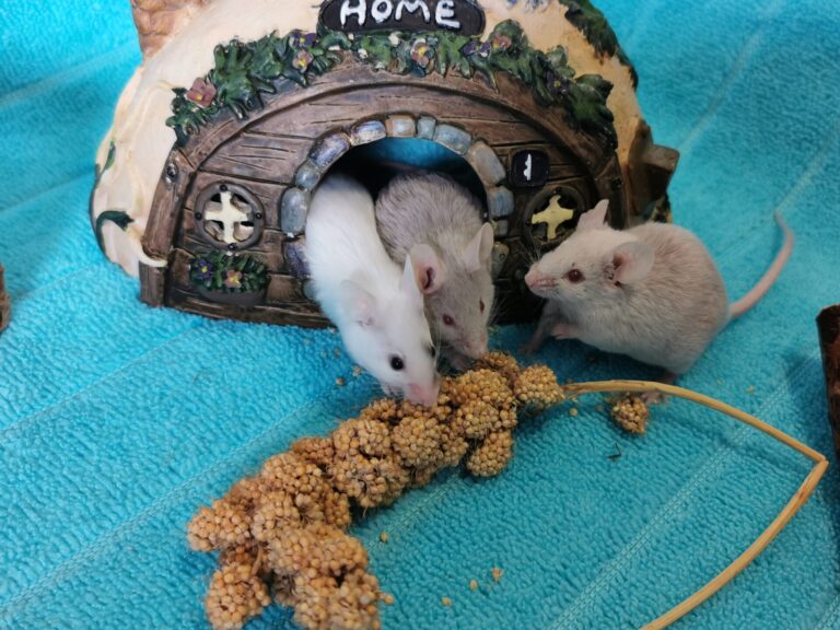 What To Feed Mice & What Not To Feed | Mice Diet Guide - Woodgreen Pets ...