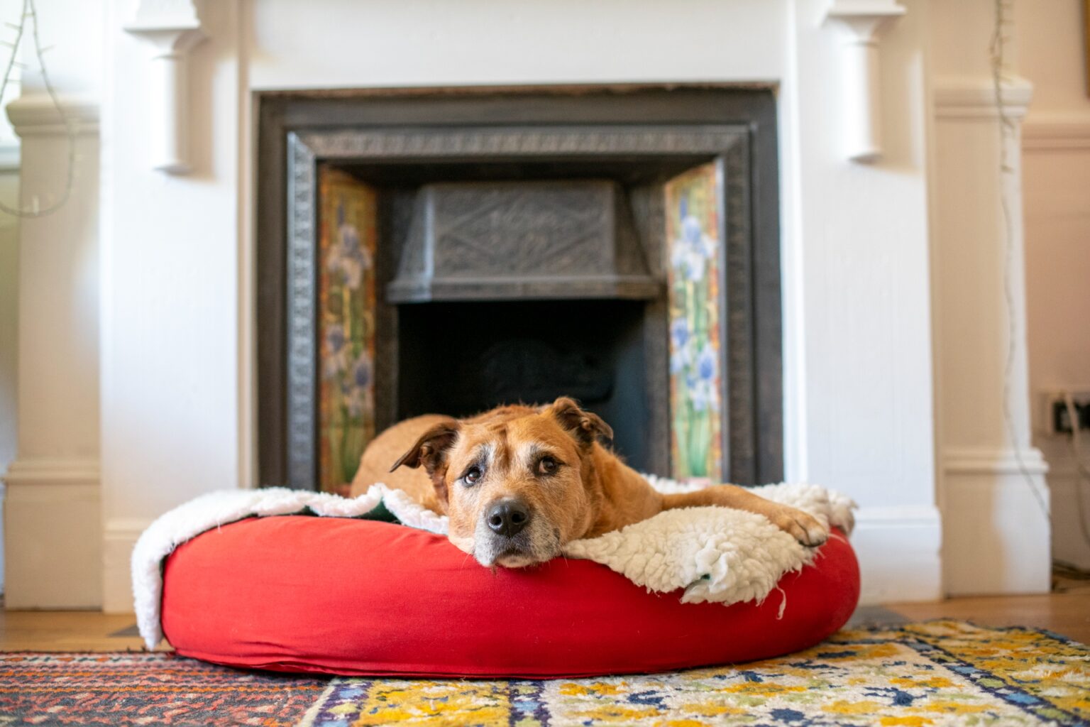 Do hamsters hibernate? And what is torpor? | Woodgreen