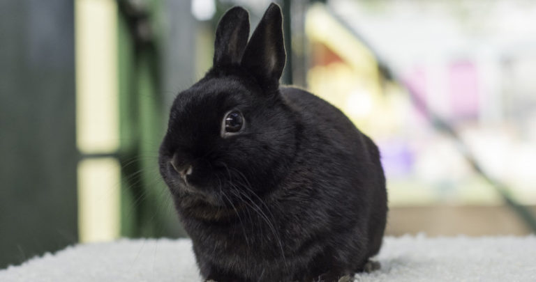 How to spot if your rabbit has blocked tear ducts | Woodgreen Pets Charity