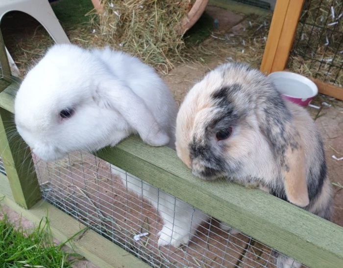 About Woodgreen | Woodgreen Pets Charity