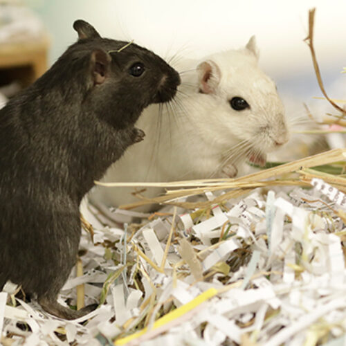 Help and advice for pet Rodent owners | Woodgreen Pets Charity