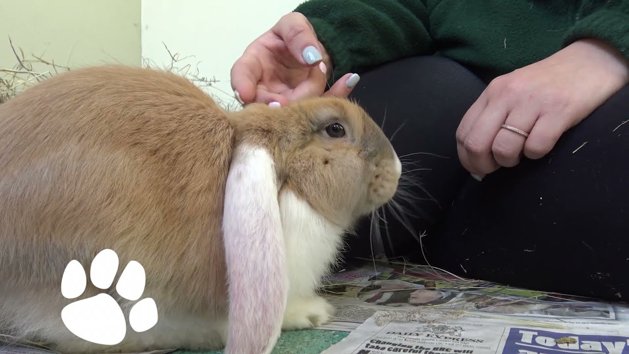 Your rabbits' health: what to look out for | Woodgreen Pets Charity