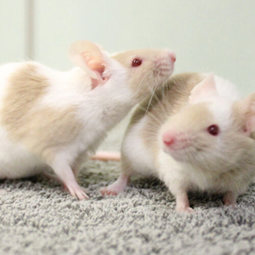 Help and advice for pet Rodent owners | Woodgreen Pets Charity