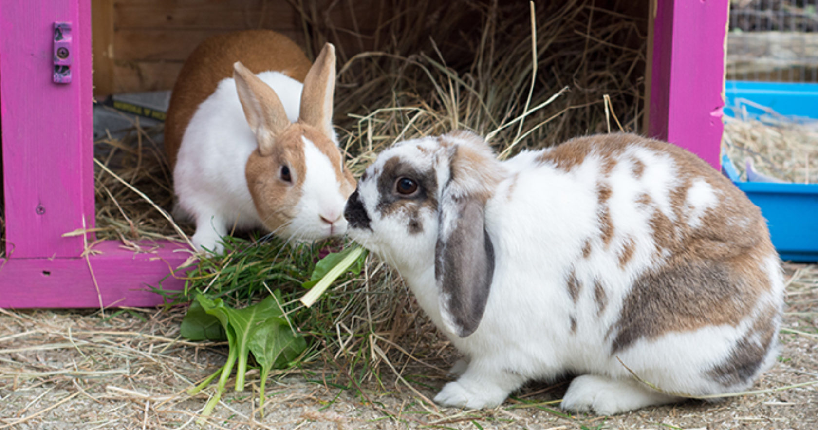 Managing obesity in rabbits | Woodgreen Pets Charity