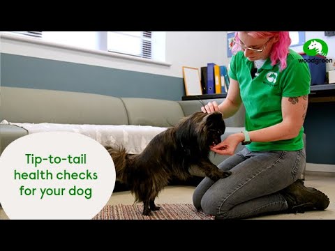 How to health check your dog | Woodgreen Pets Charity
