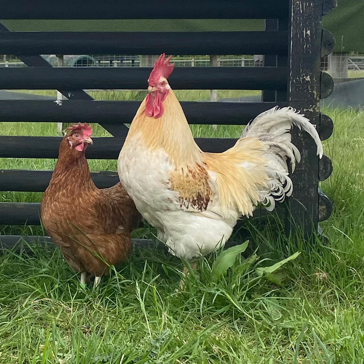Owning a cockerel and why they make great pets | Woodgreen