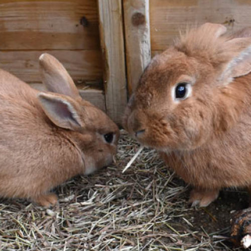 What Is Rabbit Weepy Eye / Dacryocystitis & What To Do | Woodgreen Pets ...