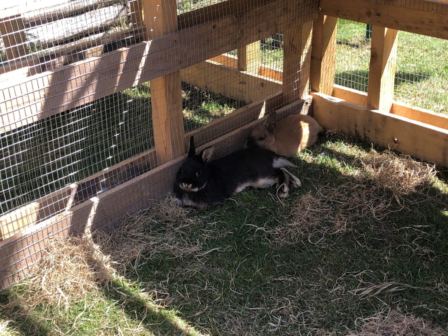Rabbit Shed Ideas: Converting A Shed Into A Rabbit House - Woodgreen ...