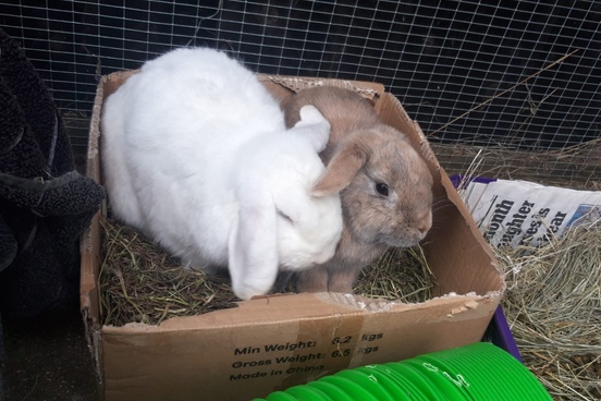 Meet our rescue pets | Woodgreen Pets Charity