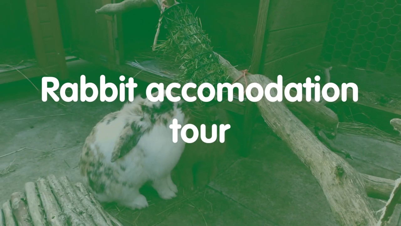 How to house your rabbits | Woodgreen Pets Charity