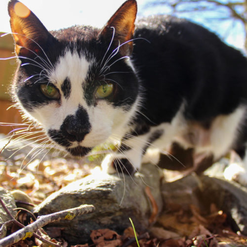 Cat sponsorship | How you can help | Woodgreen