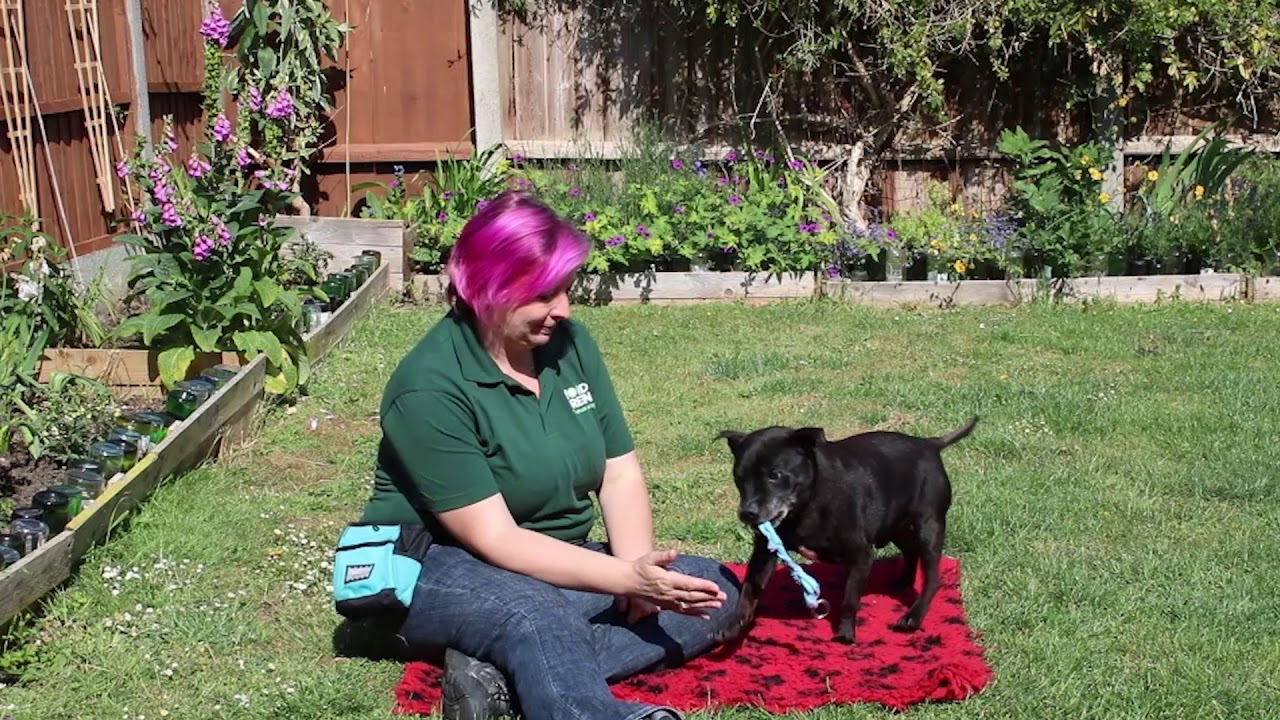 How to teach your dog the 'find my keys' trick | Woodgreen Pets Charity