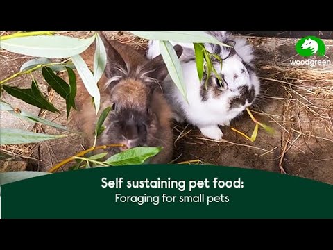 Foraging for rabbits | Woodgreen Pets Charity