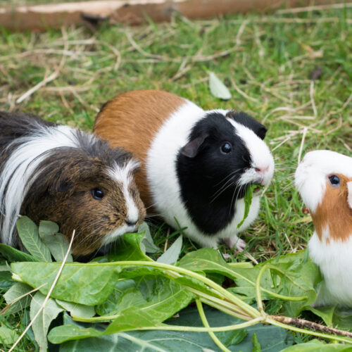 Help and advice for pet Rodent owners | Woodgreen Pets Charity