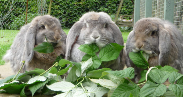 Managing obesity in rabbits | Woodgreen Pets Charity