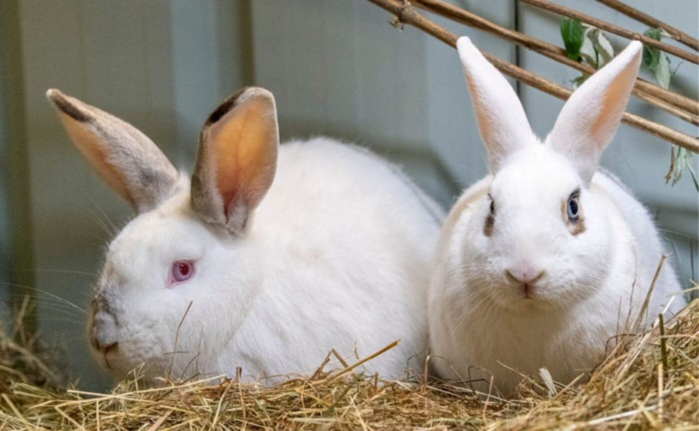 Help and advice for owners of pet Rabbits | Woodgreen Pets Charity