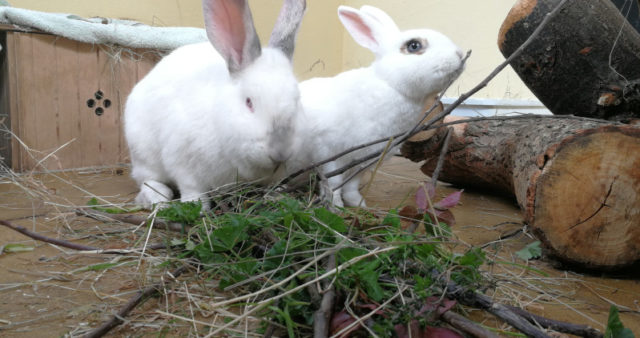 Foraging for rabbits | Woodgreen Pets Charity