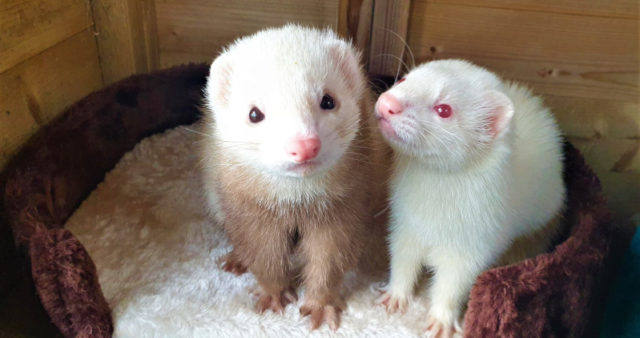 Converting a shed for ferrets | Woodgreen Pets Charity