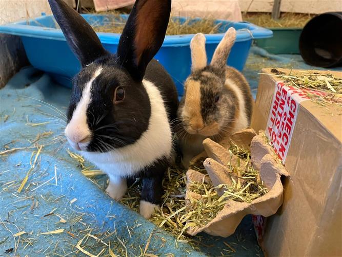 Meet our rescue pets | Woodgreen Pets Charity