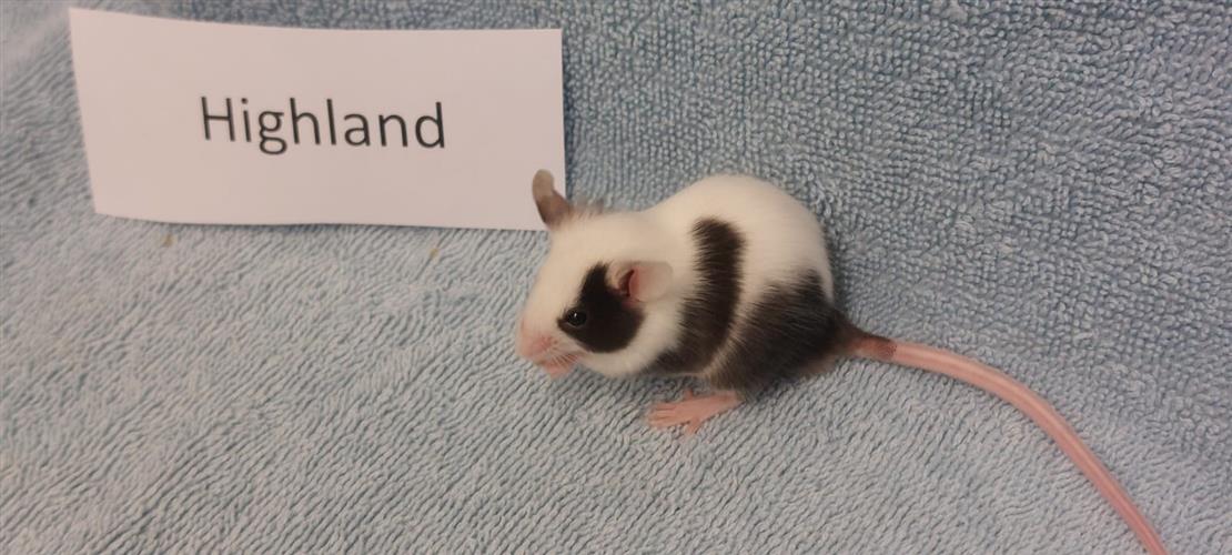 | Woodgreen Pets Charity