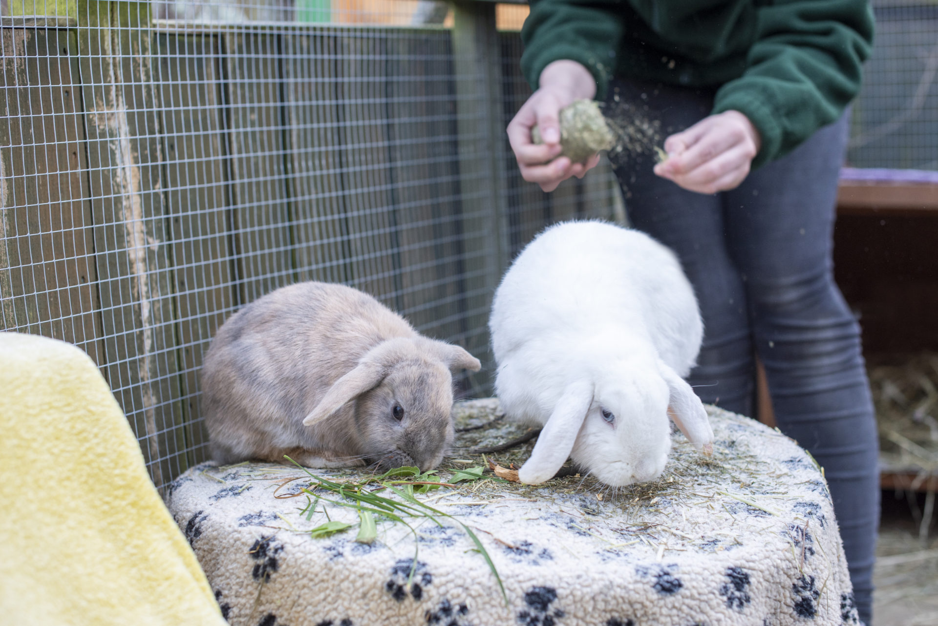 Meet our rescue pets | Woodgreen Pets Charity