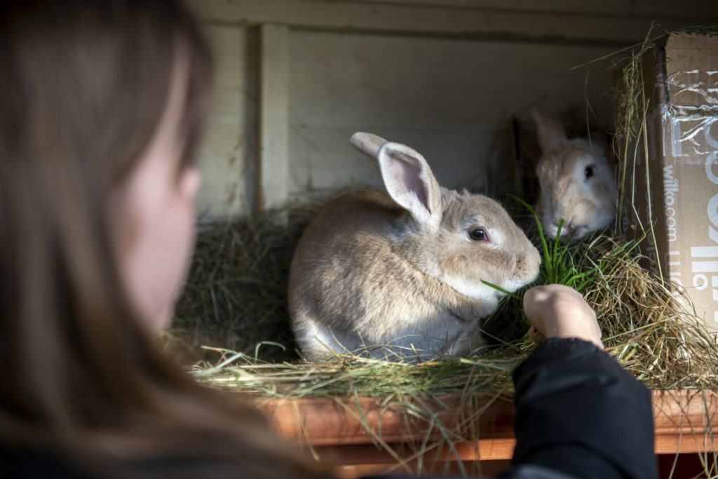 What to do when one rabbit dies | Woodgreen Pets Charity