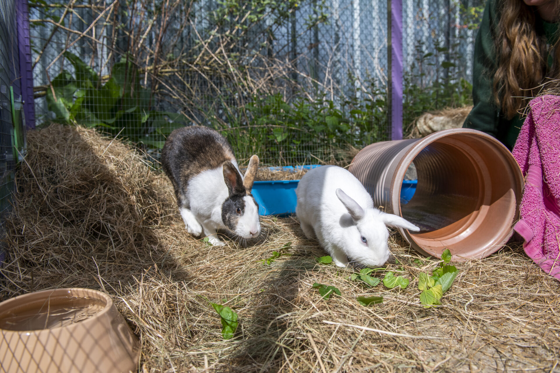 Meet our rescue pets | Woodgreen Pets Charity