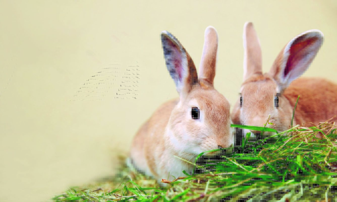Keeping rabbits as pets: an introduction | Woodgreen Pets Charity