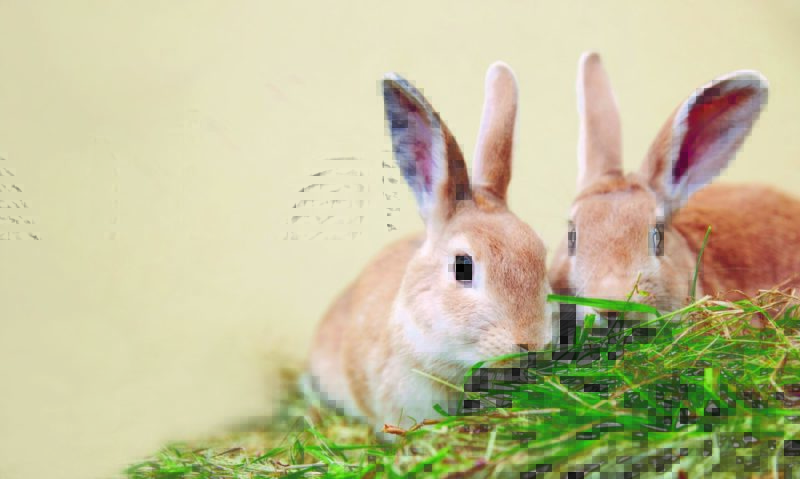 Keeping rabbits as pets: an introduction | Woodgreen Pets Charity