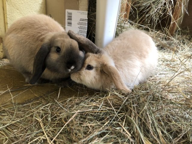 How to socialise your rabbit | Woodgreen Pets Charity