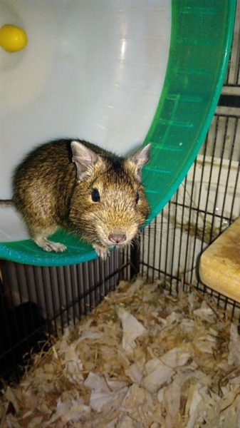 Help and advice for Degu owners | Woodgreen Pets Charity