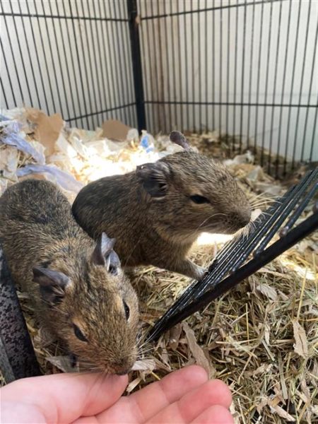 Help and advice for Degu owners | Woodgreen Pets Charity
