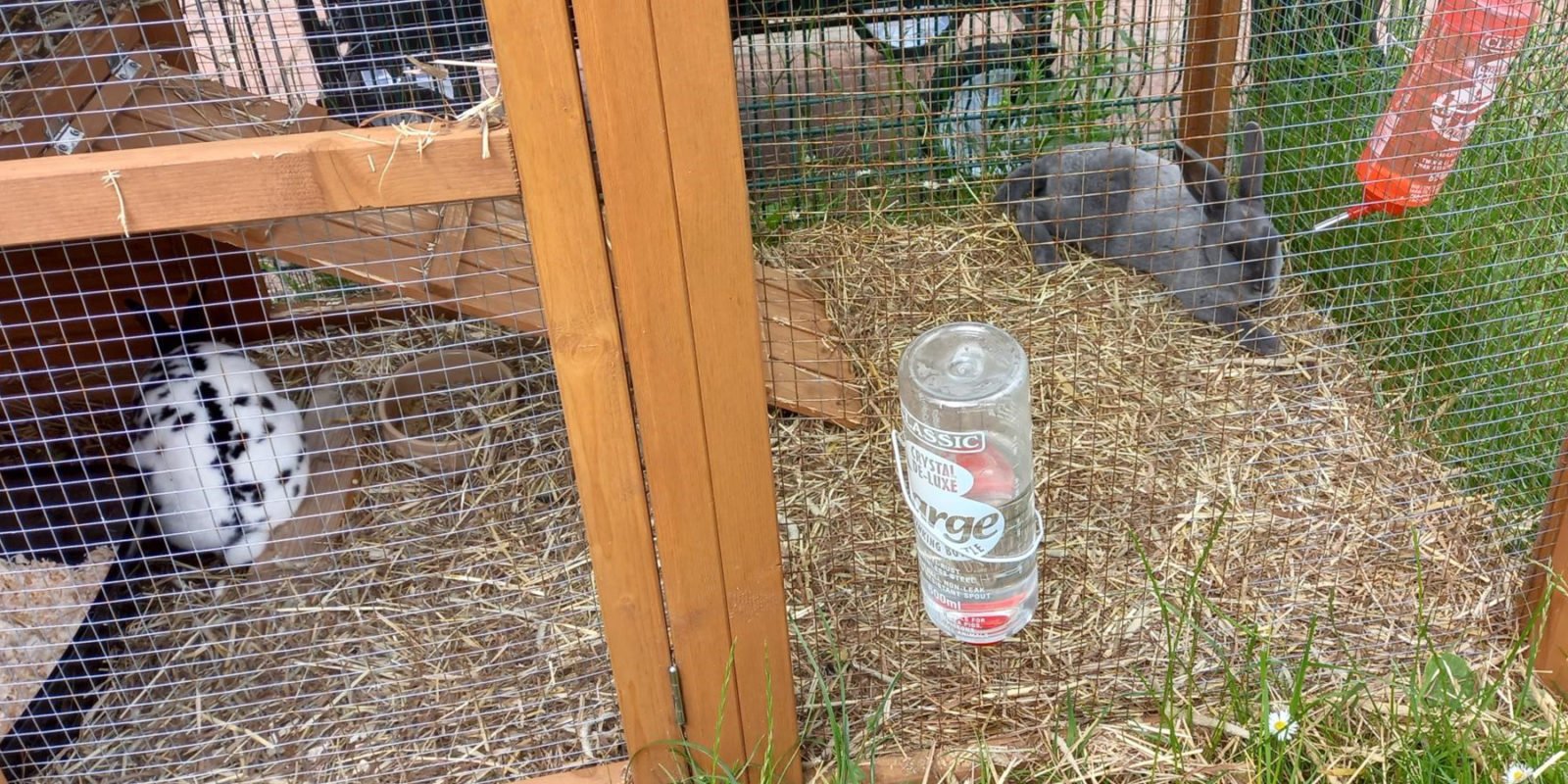 Pet rehoming success stories | Woodgreen Pets Charity