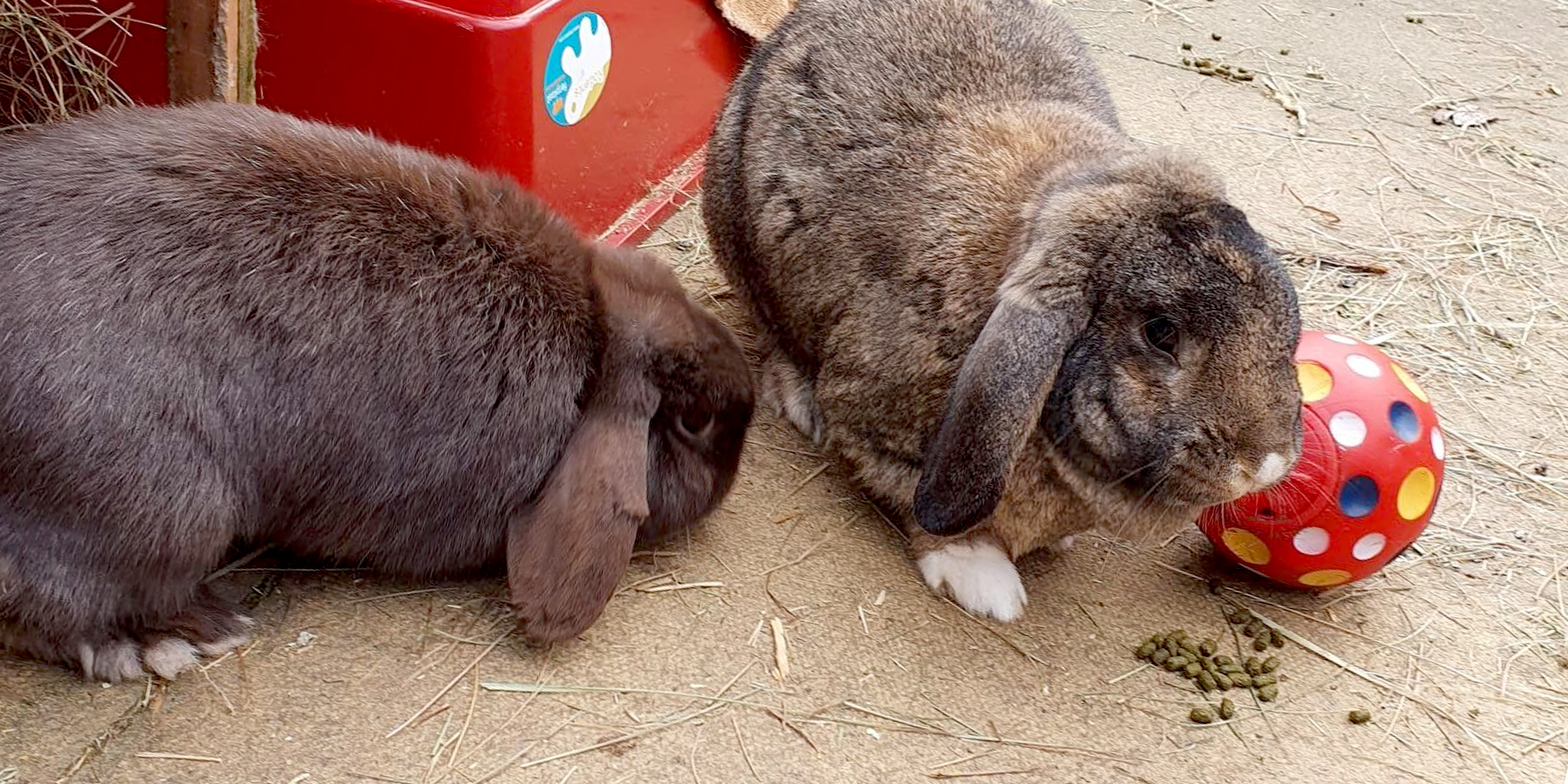 Tiddles & Buttercup | Woodgreen Pets Charity